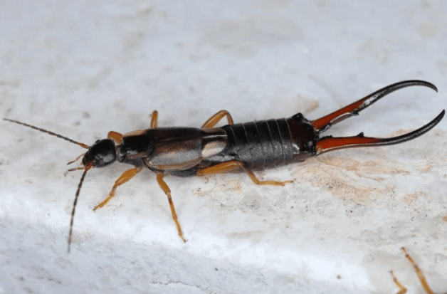 Guida Completa all'Infestante: Forbici